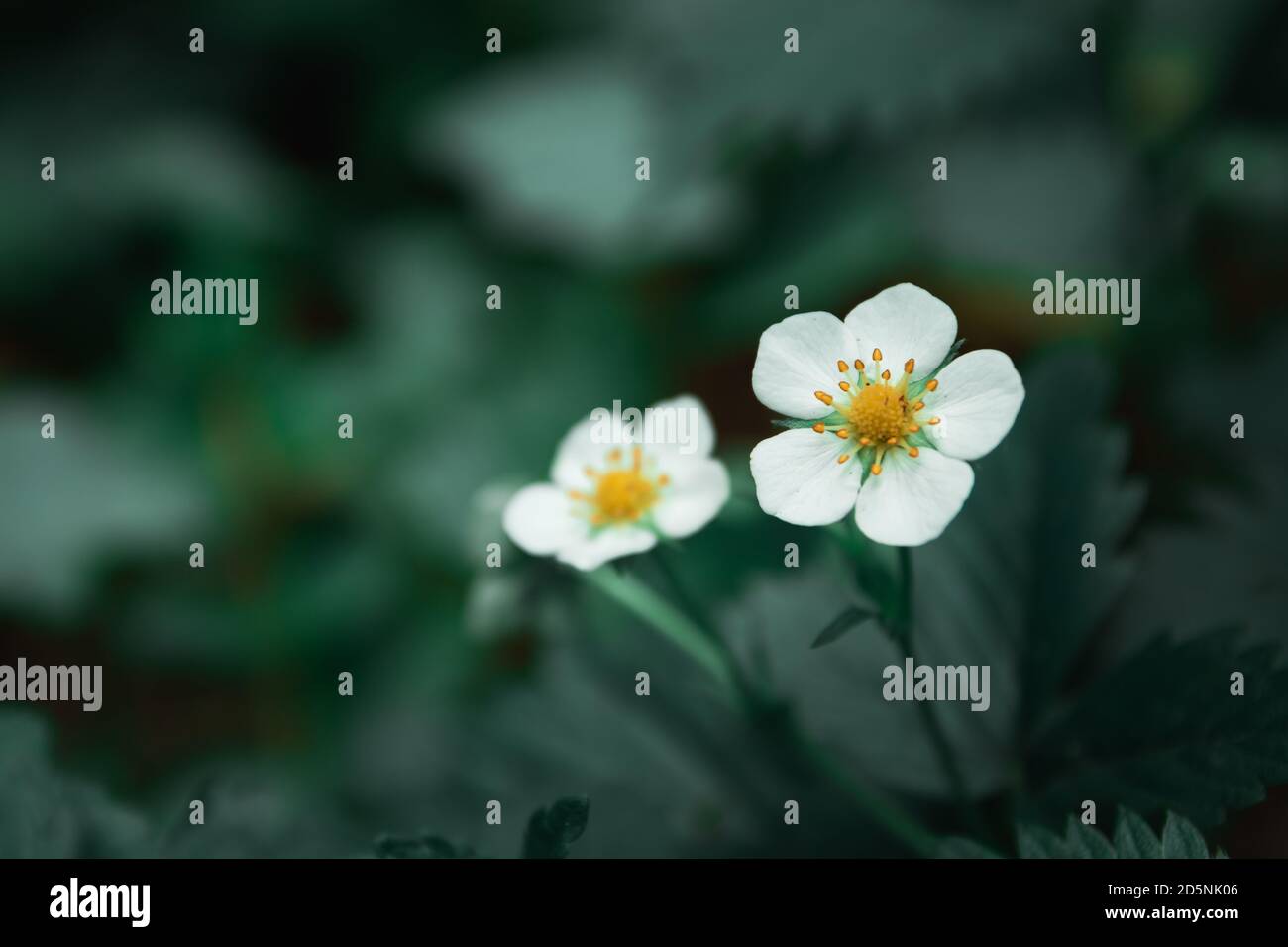 Beautiful Dark Forest Flower
