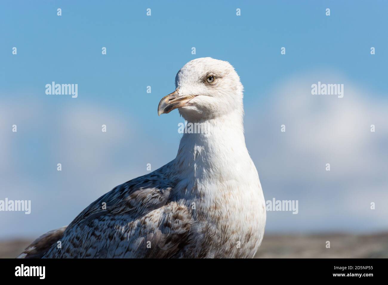 Closeup of young seagull at the Ring of Kerry, Ireland. Portrait of a ...