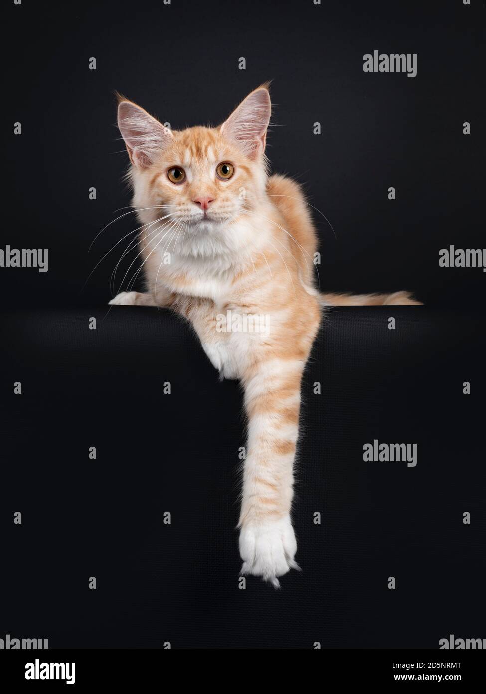 Pretty red silver tabby Maine Coon cat, laying down facing front with ...
