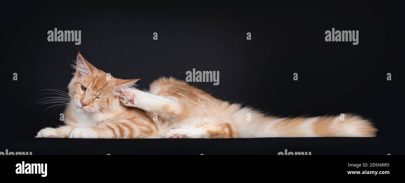 Pretty red silver tabby Maine Coon cat, laying down side ways ...