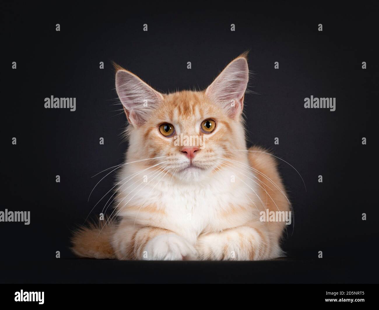 Pretty red silver tabby Maine Coon cat, laying down facing front ...