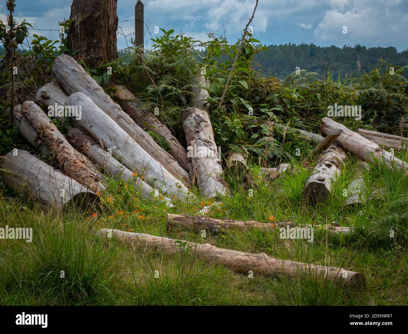 Tree Trunks of Different Sizes Cut Stock Photo - Alamy