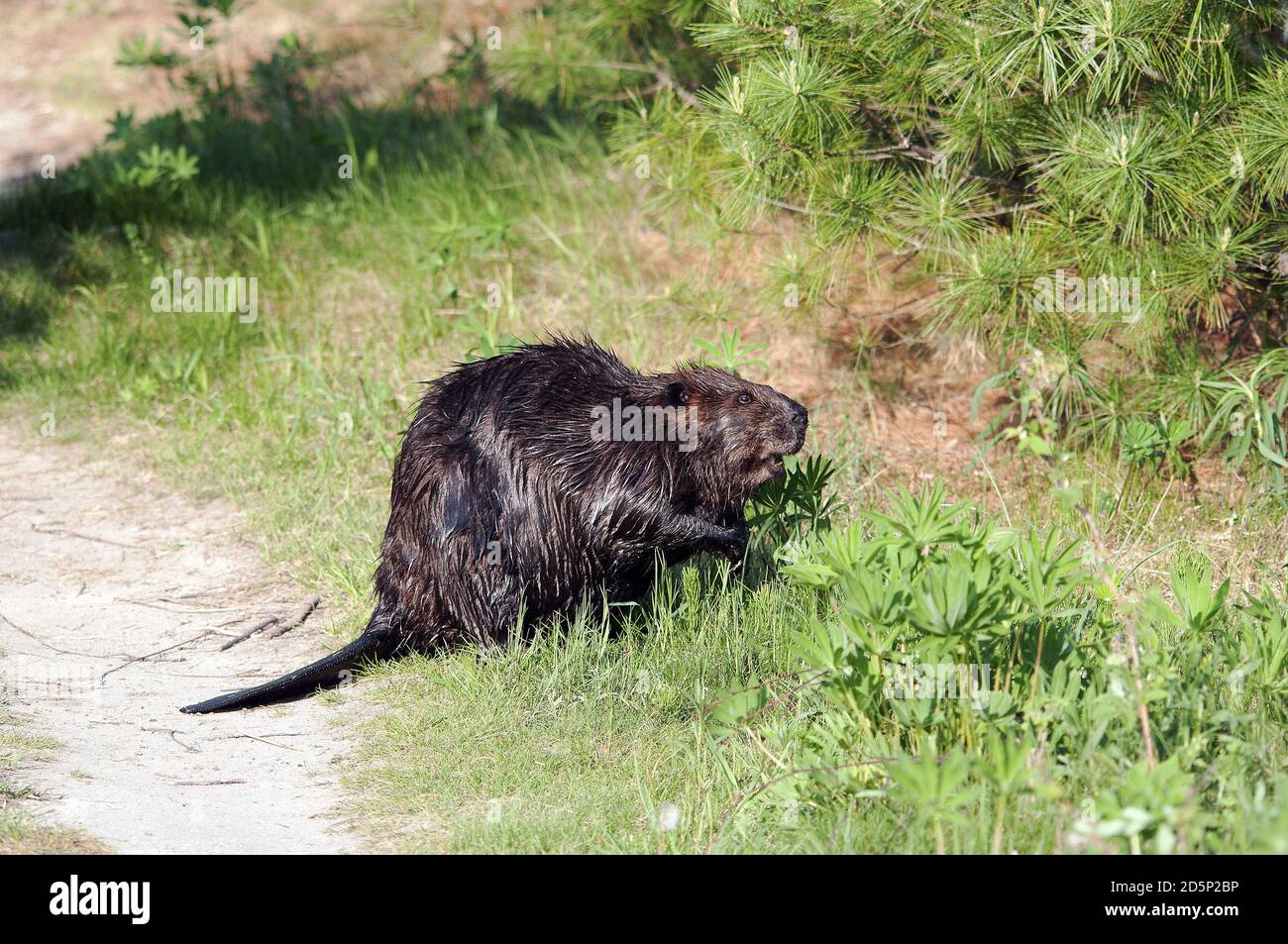 Beaver tail hi-res stock photography and images - Alamy