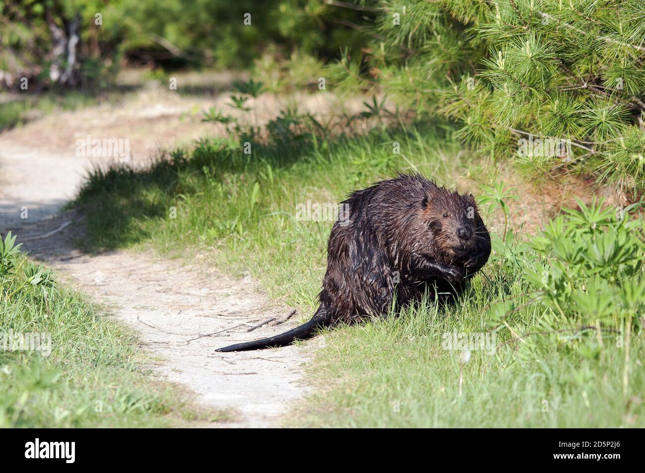 Beaver computer screen saver hi-res stock photography and images - Alamy