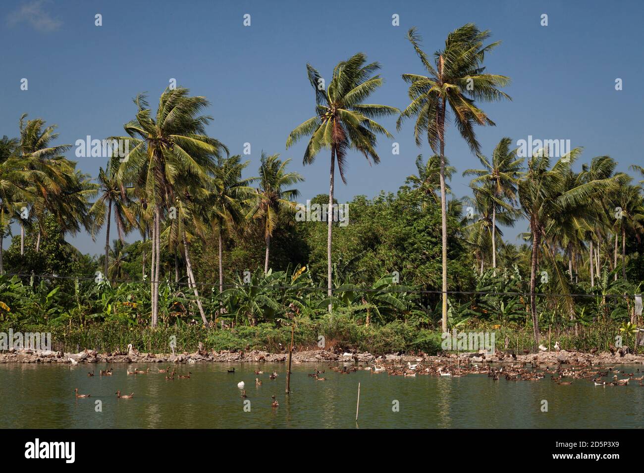 Horizontal view of a lagoon flanked by palm trees plenty of ducks by ...