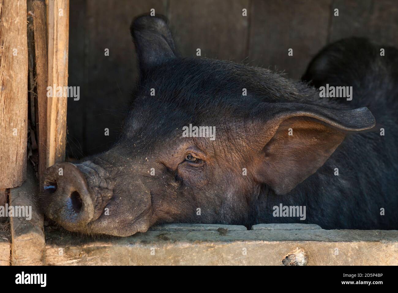 Horizontal close-up shot of the head of a sad black pig waiting in his ...