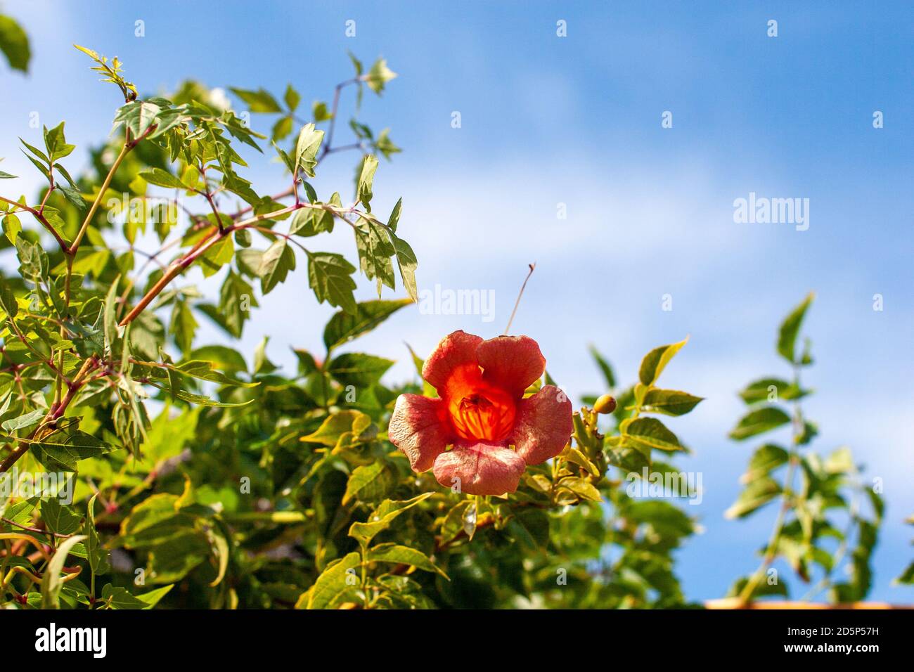 Red Angle Trumpet Flower Stock Photo - Alamy