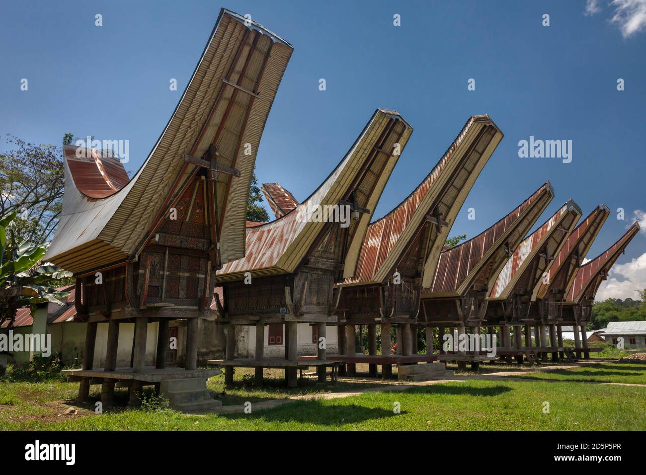 Horizontal view of seven tongkonans (traditional ancestral houses) in a ...