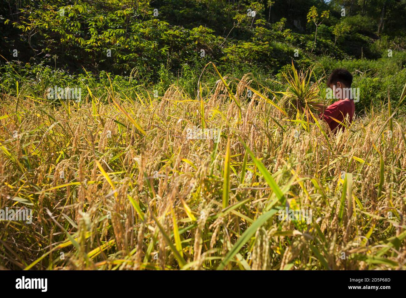 Rice paddy farmer hi-res stock photography and images - Alamy