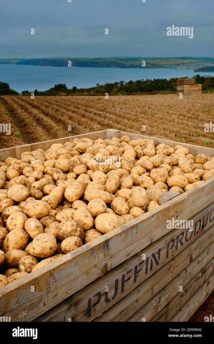Potatoes being harvested on a farm in Pembrokeshire, Wales Stock Photo ...