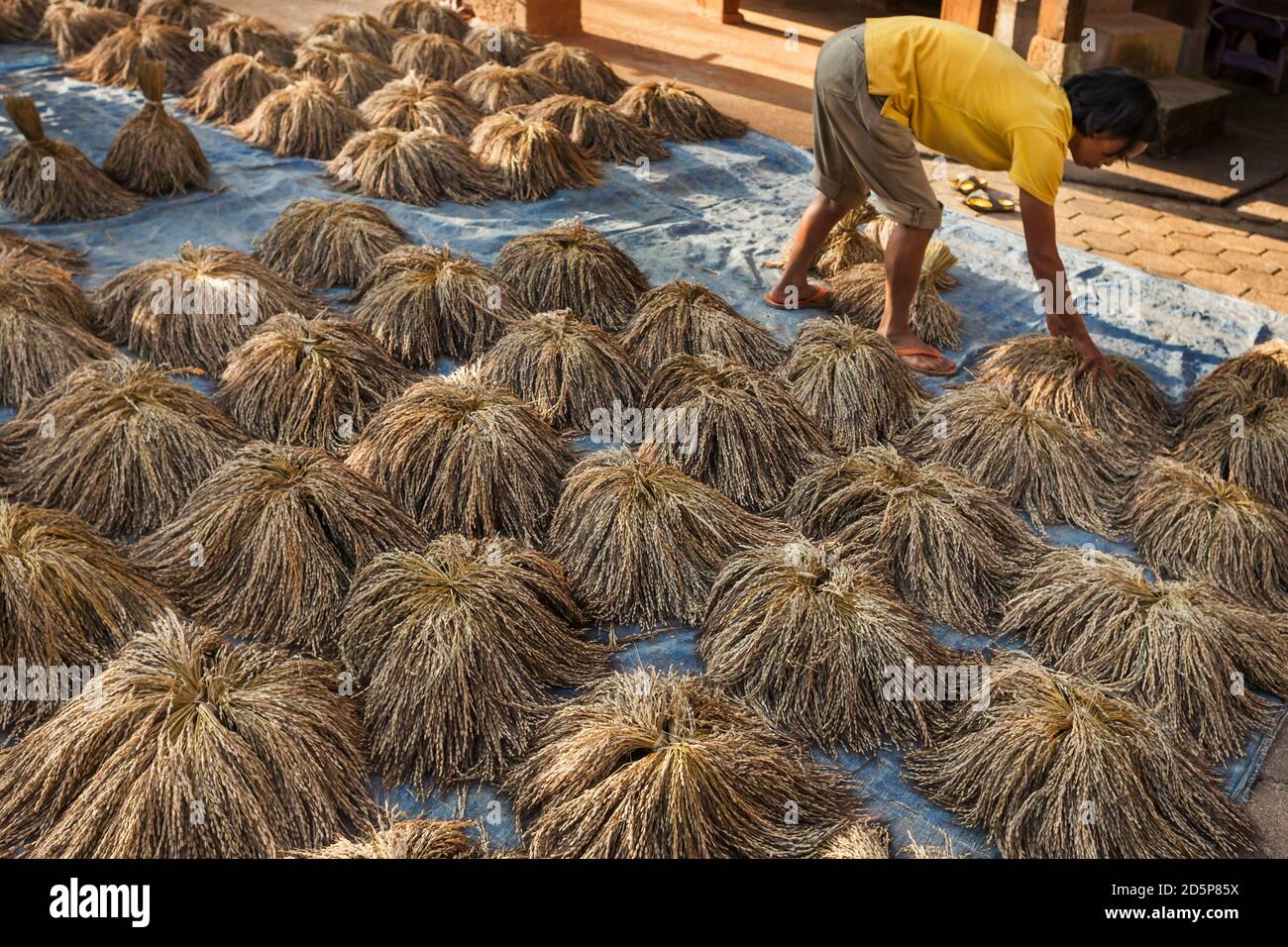 Horizontal shot of a woman laying bunches of rice ears on the ground ...