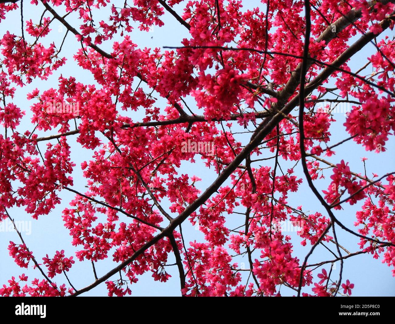 Low angle shot of pink cherry blossom branches Stock Photo - Alamy