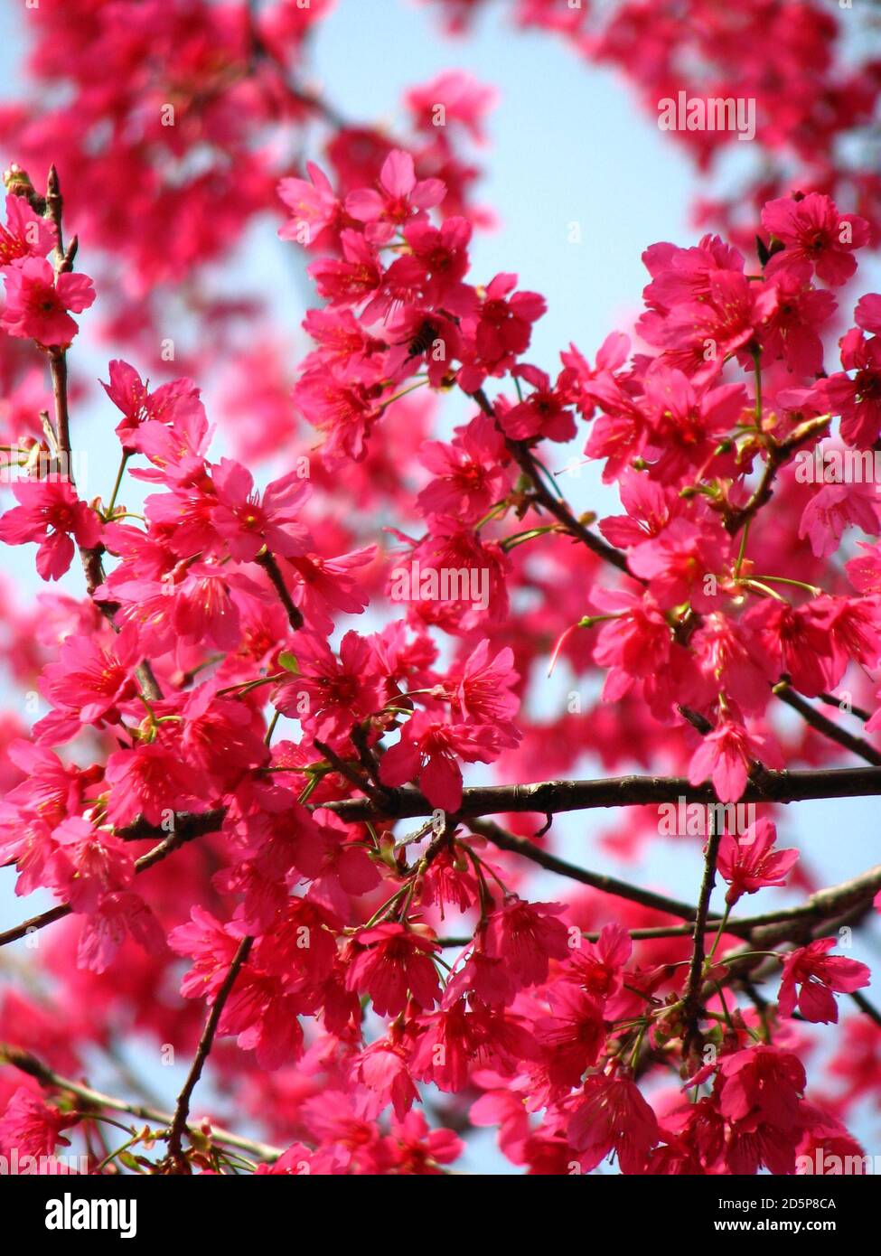 Vertical shot of pink cherry blossom branches Stock Photo - Alamy
