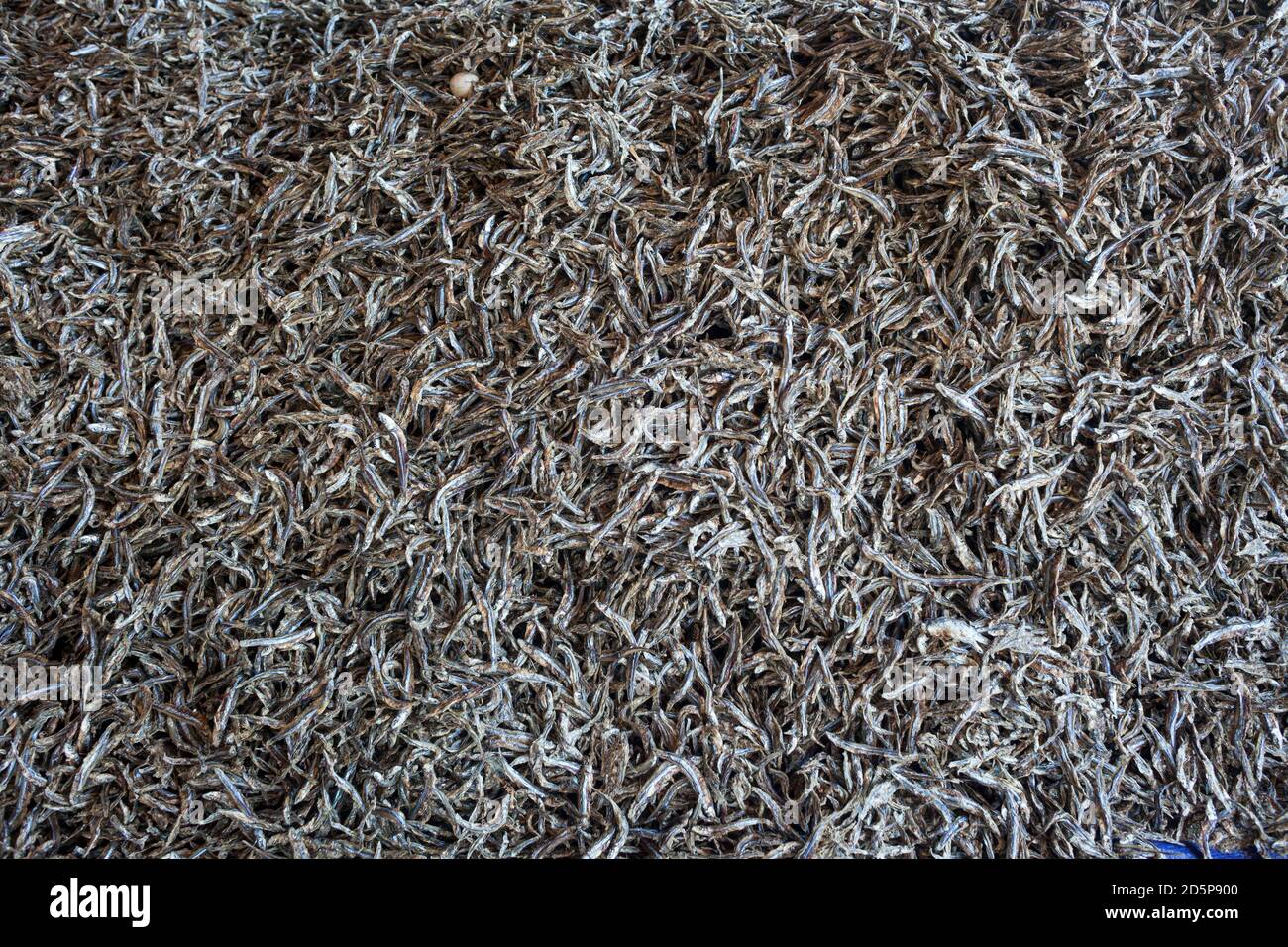 Horizontal close-up view of lots of silver fishes drying in the sun ...