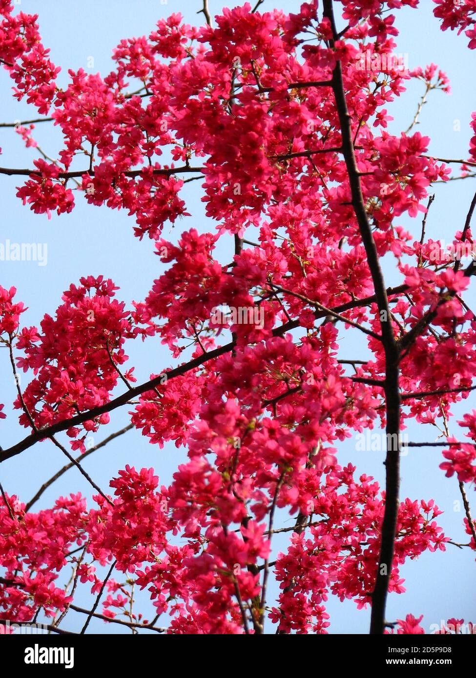 Vertical shot of pink cherry blossom branches Stock Photo - Alamy