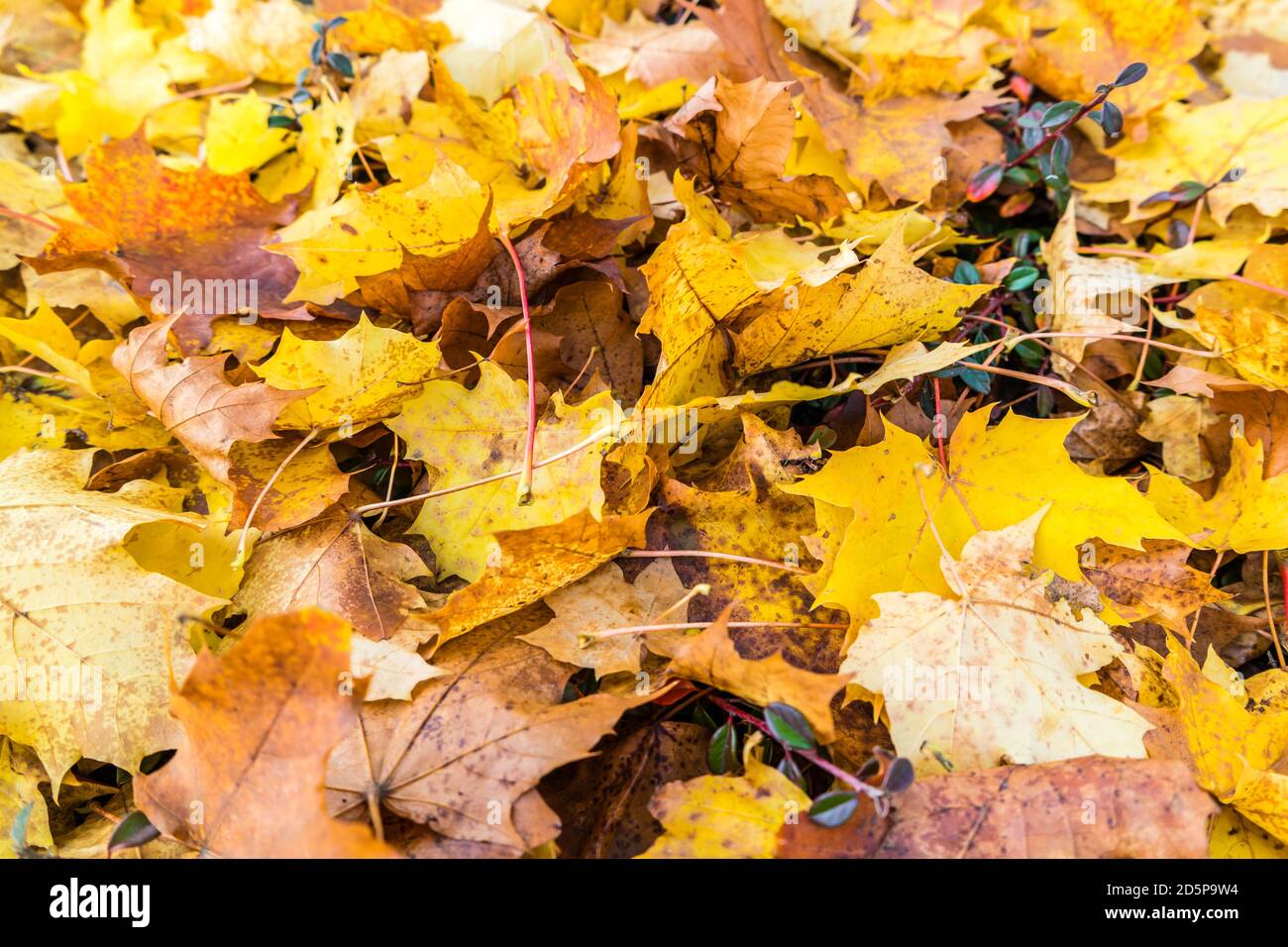Leaves in autumn texture background material Stock Photo - Alamy