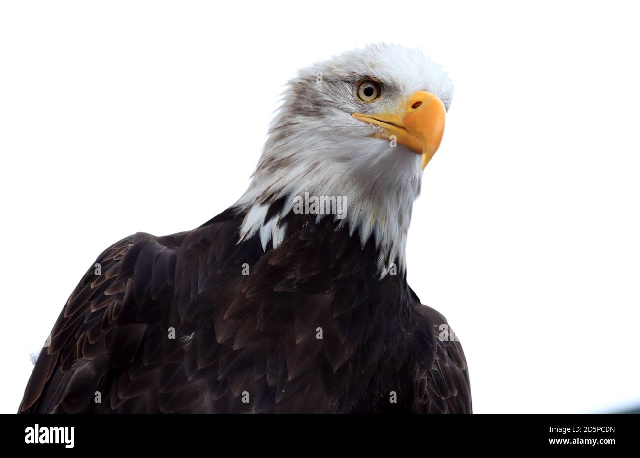 The Crystal Palace eagle mascot Kayla Stock Photo - Alamy