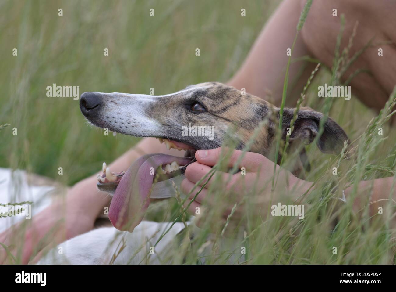 Dog owner affectionately pets brindle and white greyhound as she lies ...