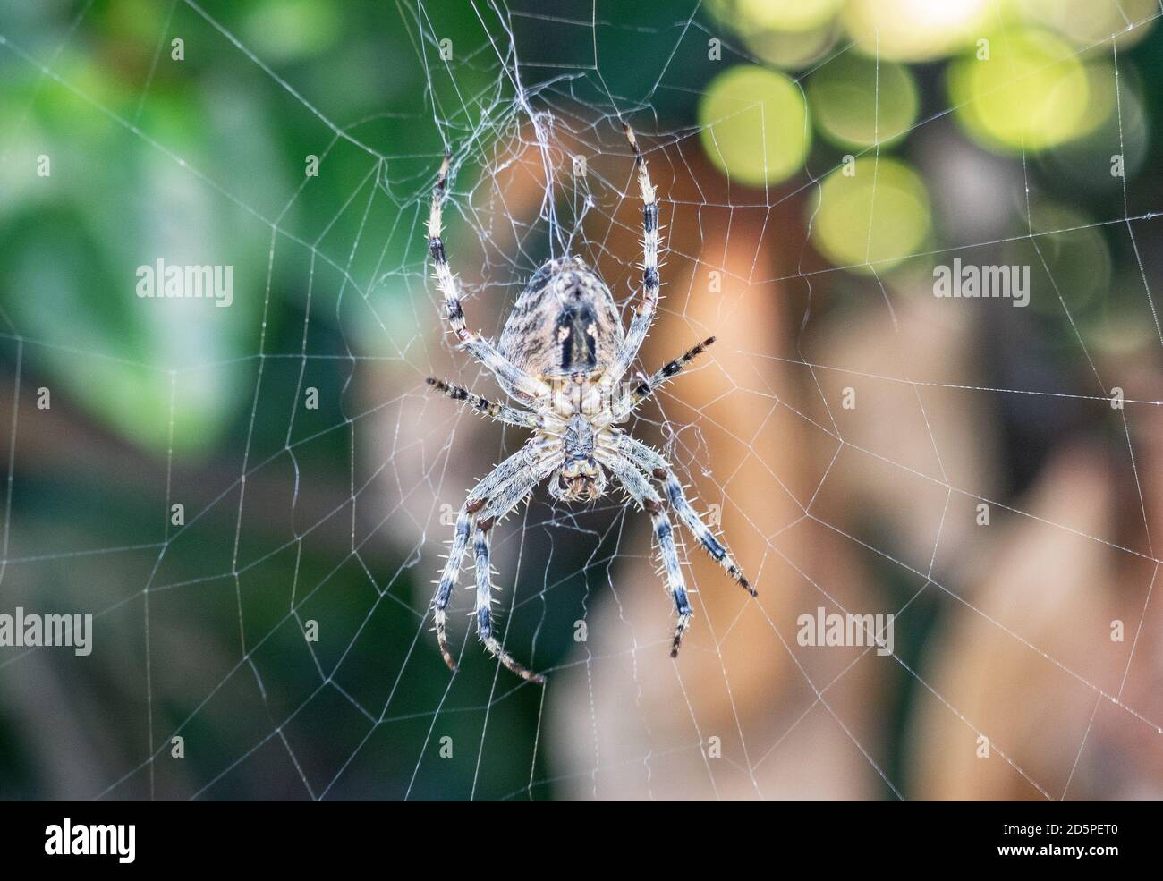 Big cobweb hi-res stock photography and images - Alamy