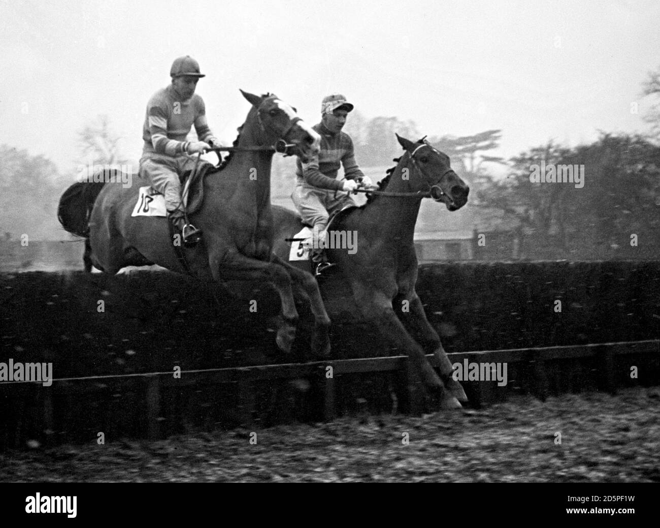 Golden miller horse hi-res stock photography and images - Alamy
