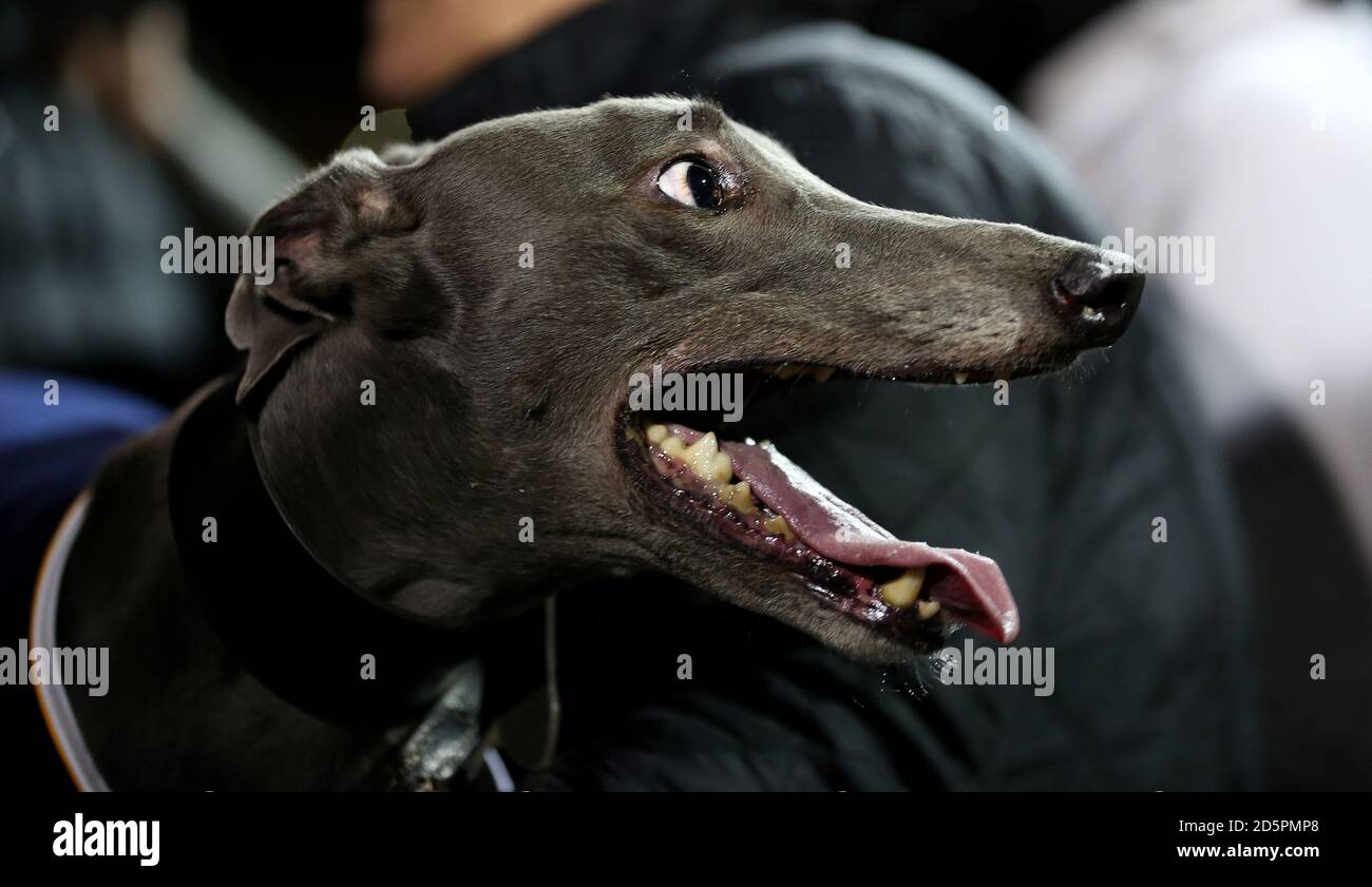 William Hill Greyhound Radio 480 Ladies winner Queen Asia after the ...