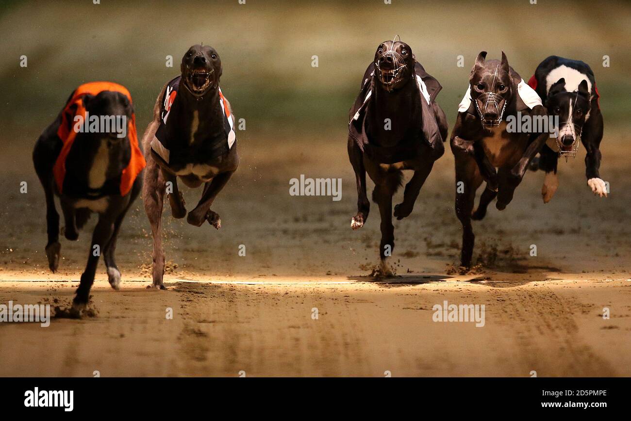 General view of the RFS Puppy Derby Final race at Wimbledon Greyhound ...