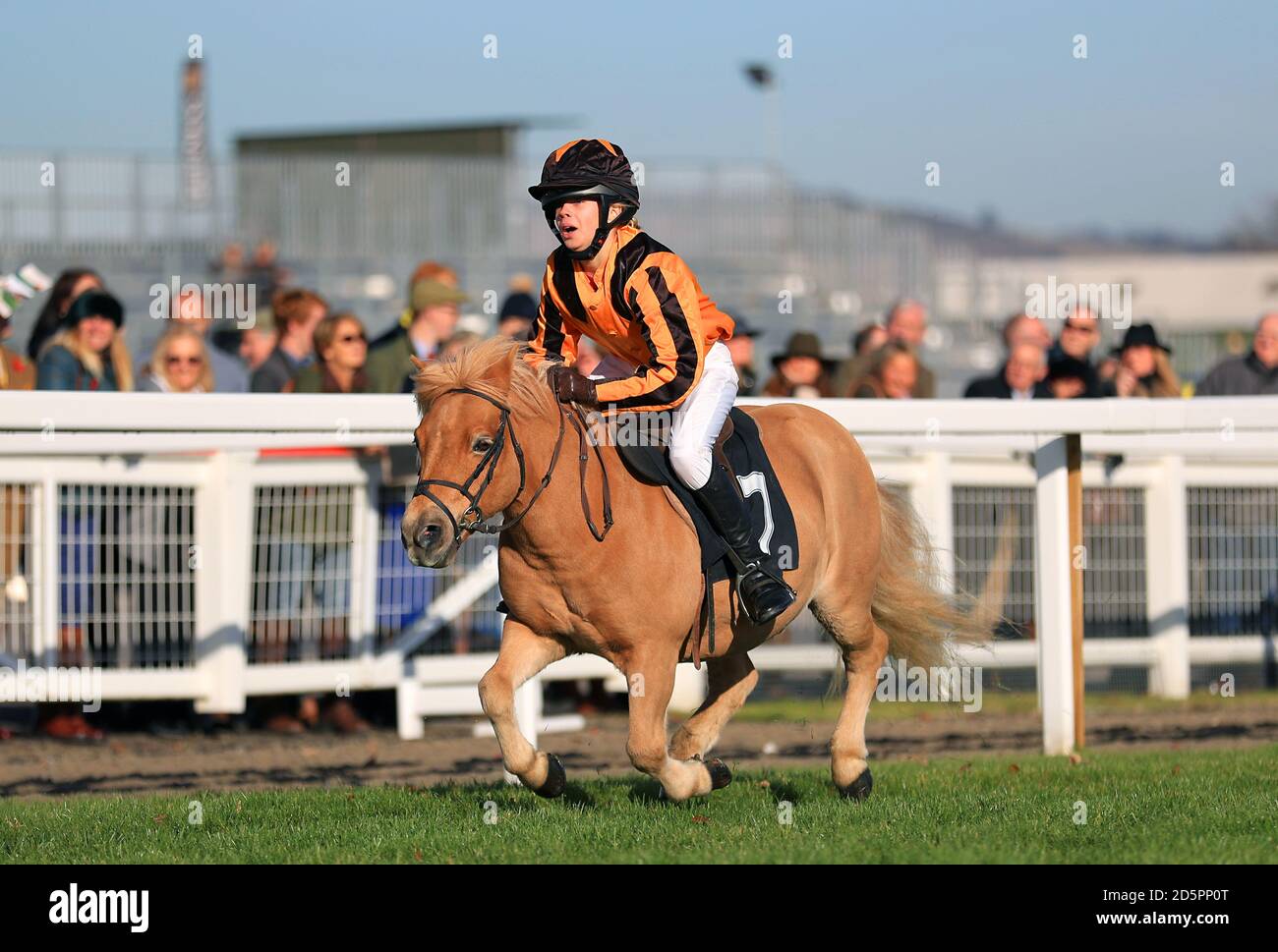 Runners and riders compete in the Shetland pony race Stock Photo - Alamy