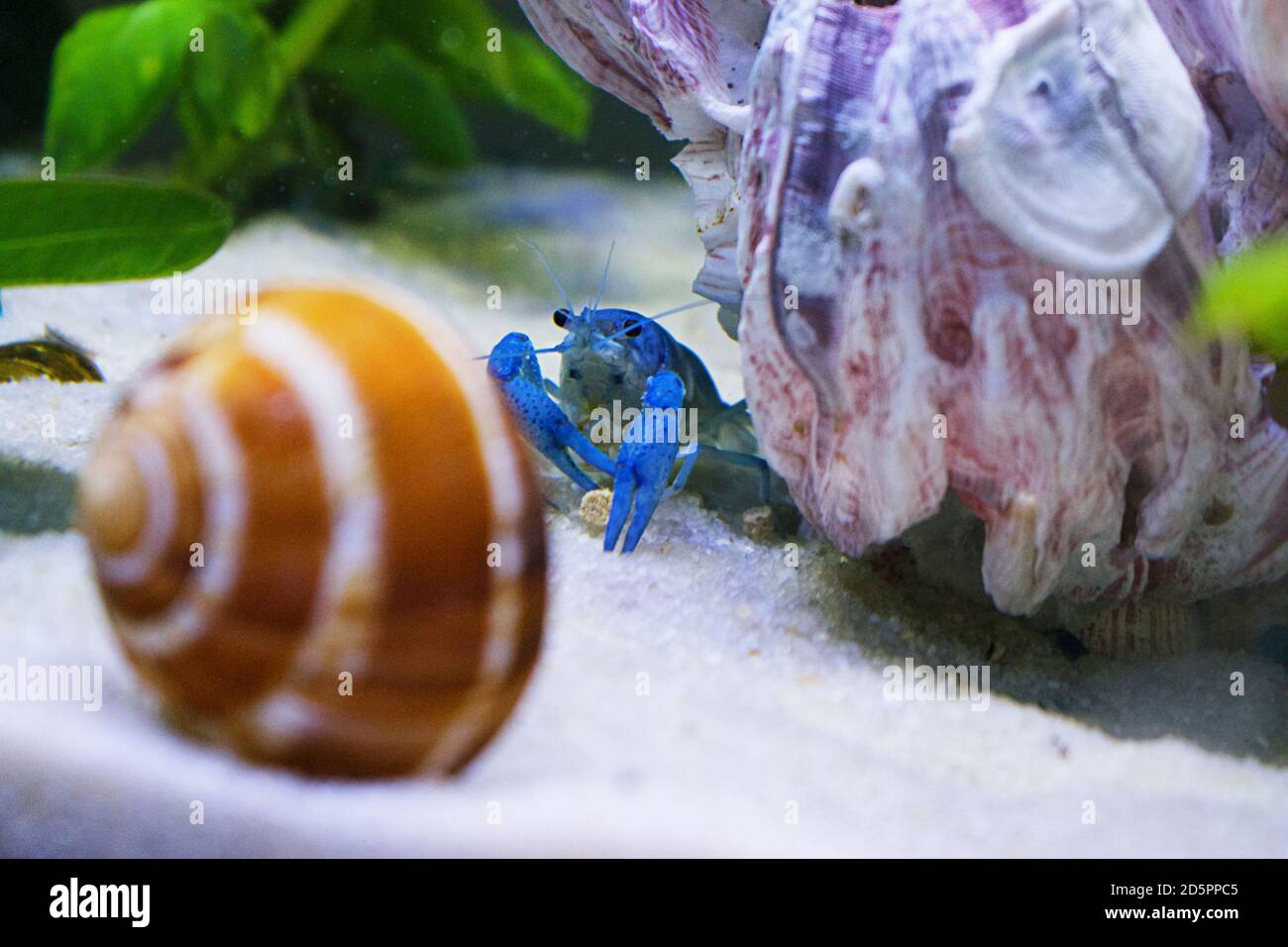 Sand ecosystem hi-res stock photography and images - Alamy