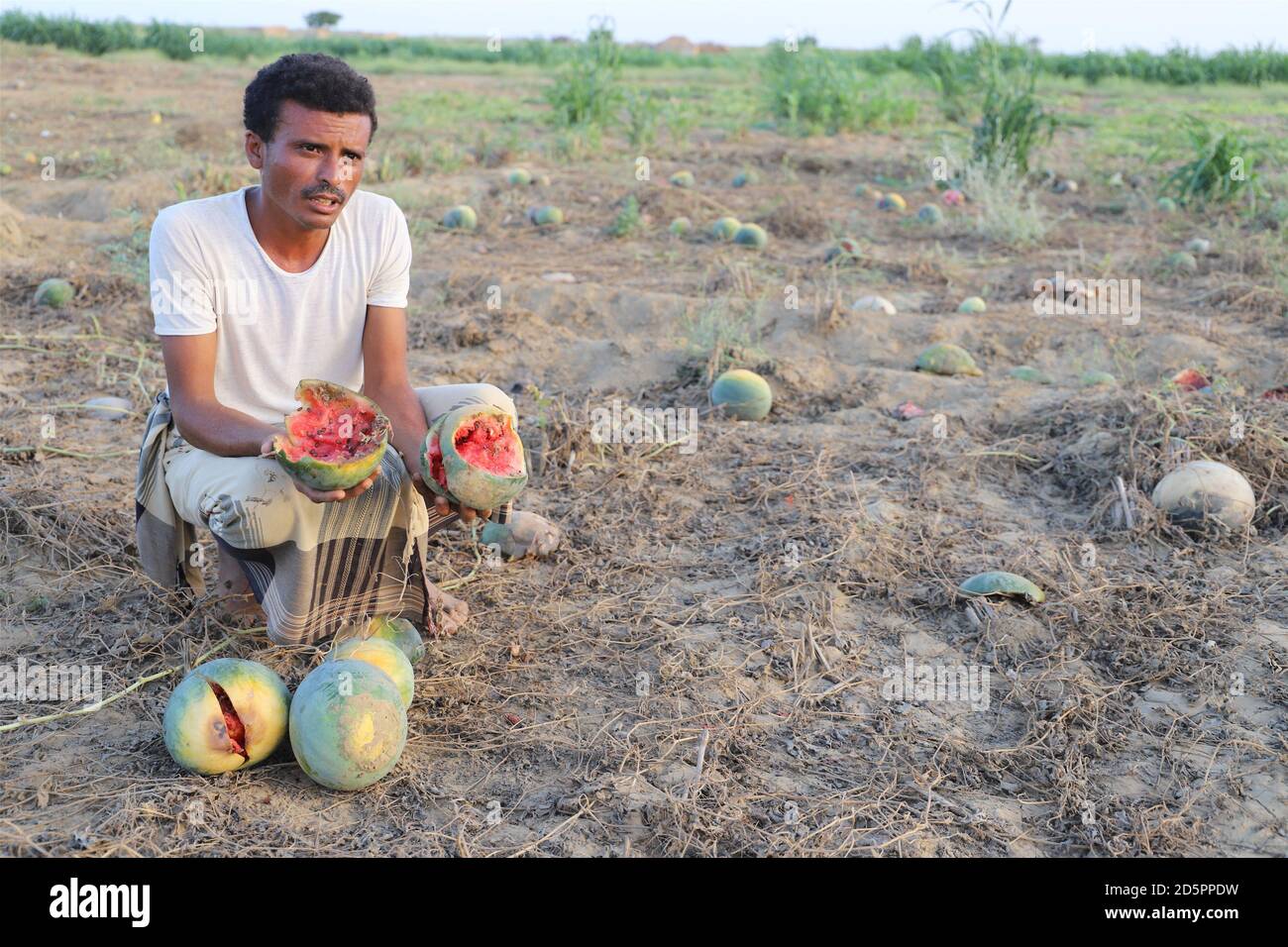 Rotten Watermelon High Resolution Stock Photography and Images - Alamy