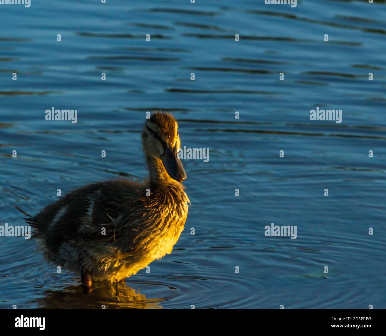 One ducklings enjoying sunrise and posing for morning photo Stock Photo ...