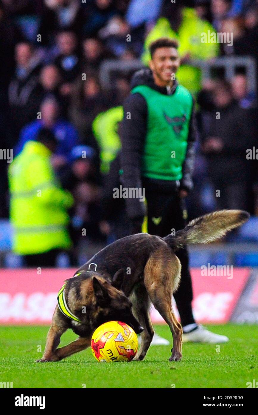 A guide dog invades the pitch Stock Photo - Alamy