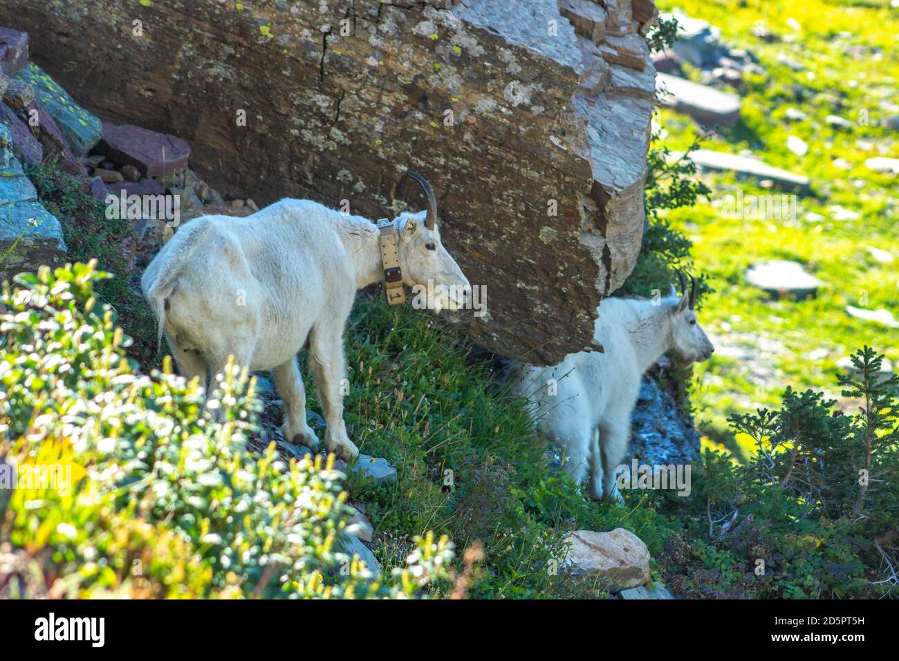 Mountain goats in Glacier National Park Stock Photo - Alamy