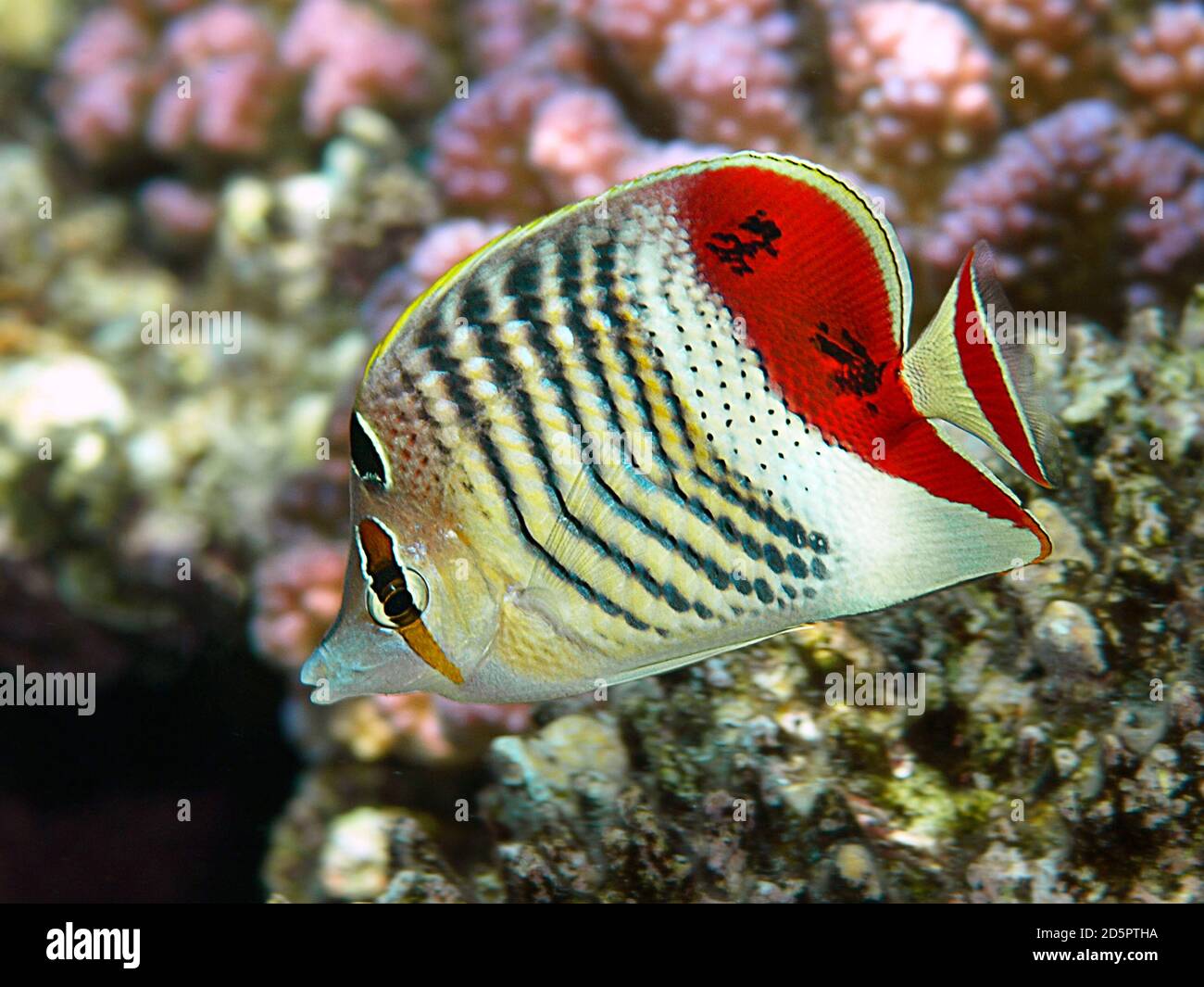 Crown butterfly fish hi-res stock photography and images - Alamy