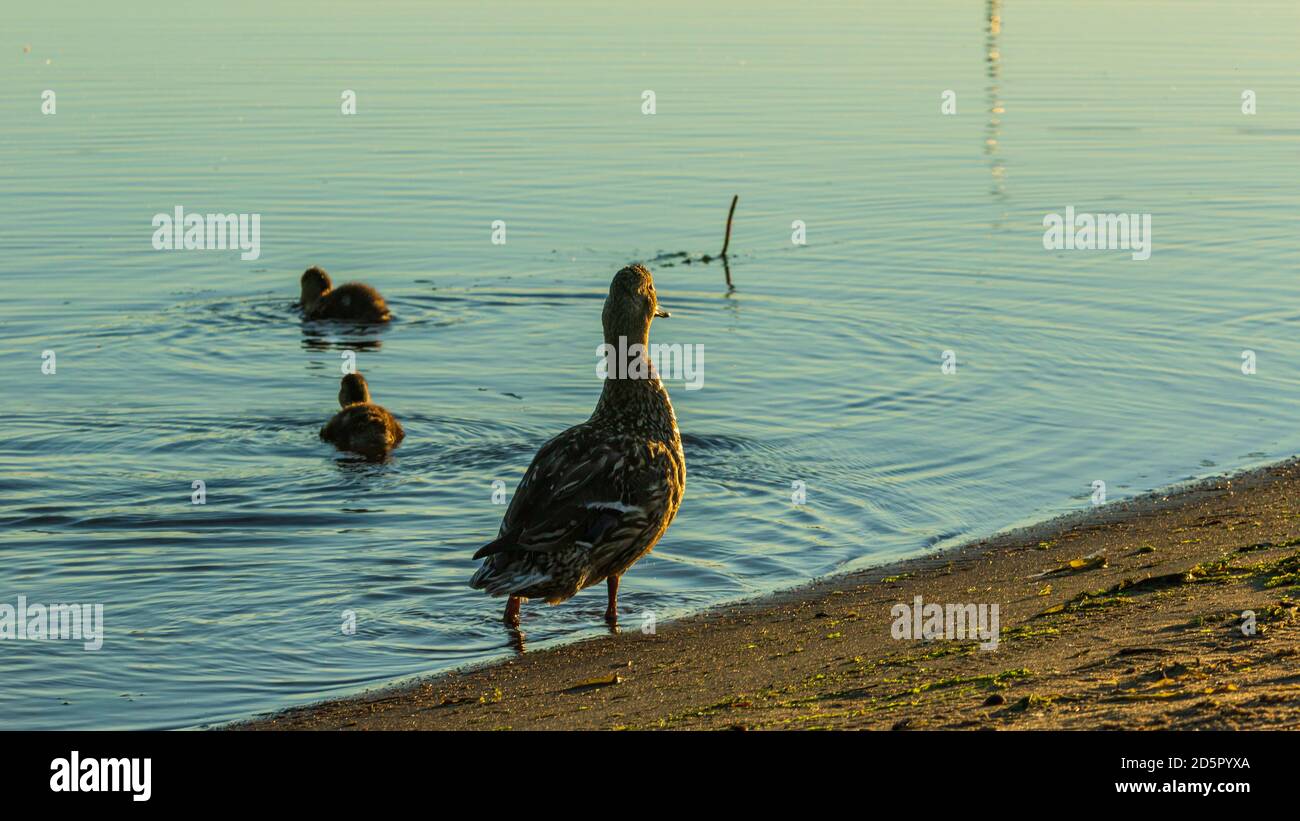 Duck family washing at sunrise time, near city river Stock Photo - Alamy