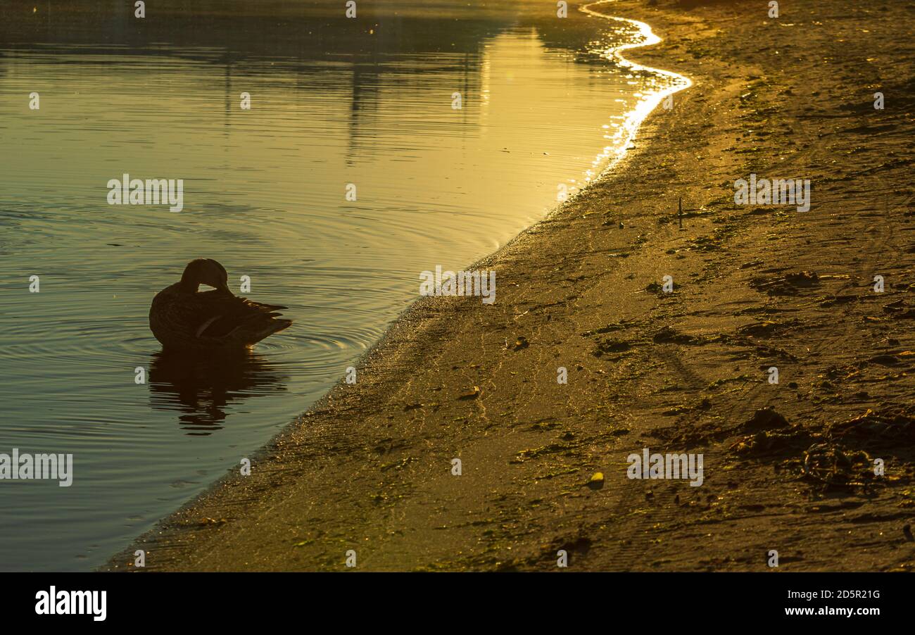 Duck mother washing in city river at sunrise time Stock Photo - Alamy