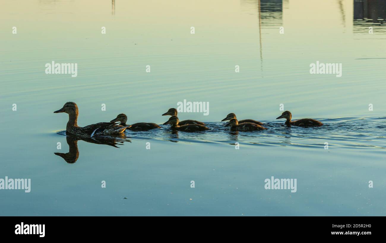 Duck mother swiming in city river, ducklings follow along in line Stock ...