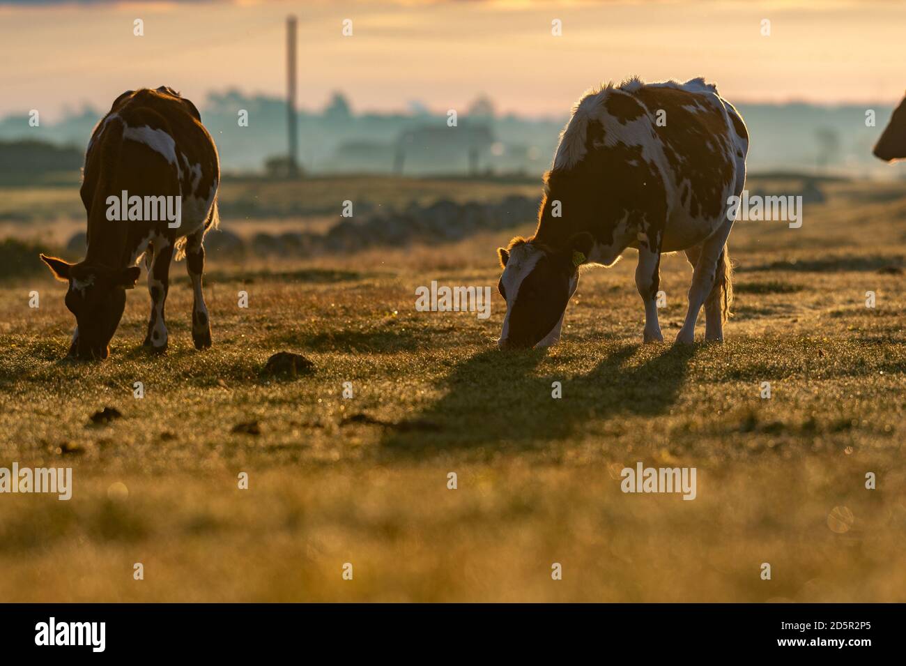 cow walks around and eats and a beautiful sunrise in the background ...