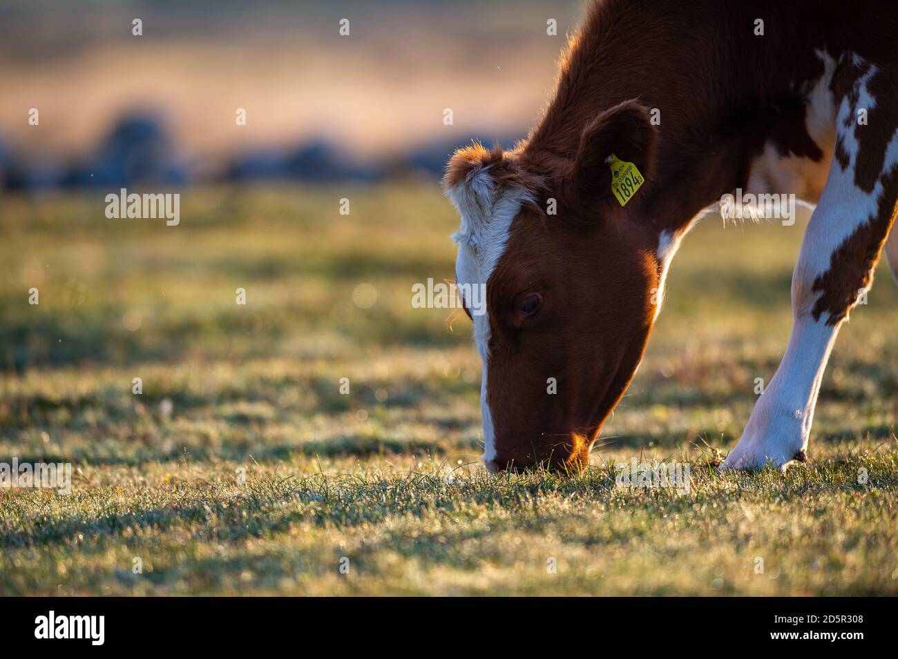 cow walks around and eats and a beautiful sunrise in the background ...