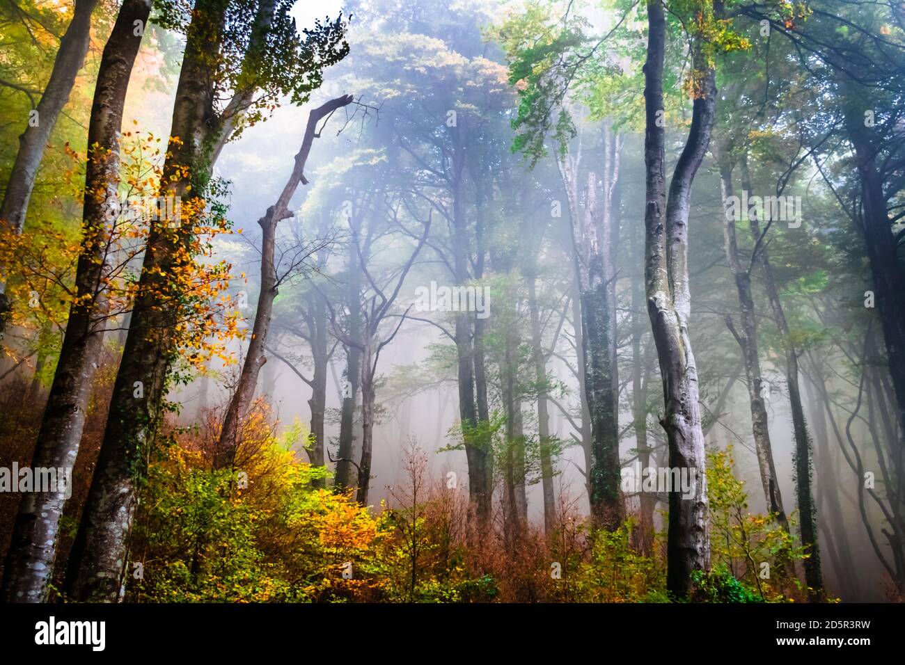 Autumn landscape in the forest of La Fageda de Grevolosa, La Garrotxa ...