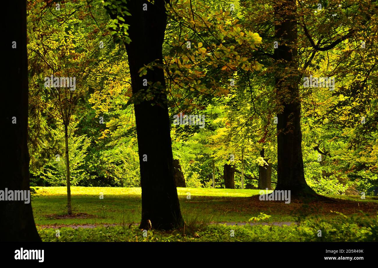 very old trees in a forest in autumn colours, , golden light and red ...