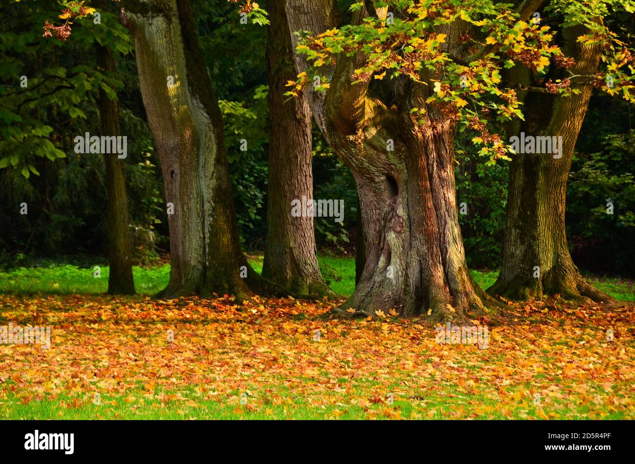 very old trees in a forest in autumn colours, , golden light and red ...