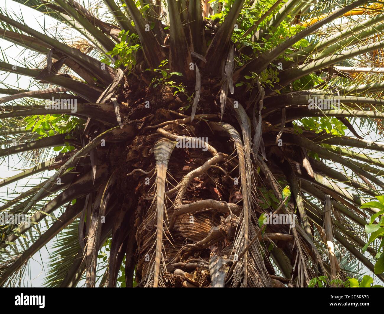Palm tree plantation root hi-res stock photography and images - Alamy