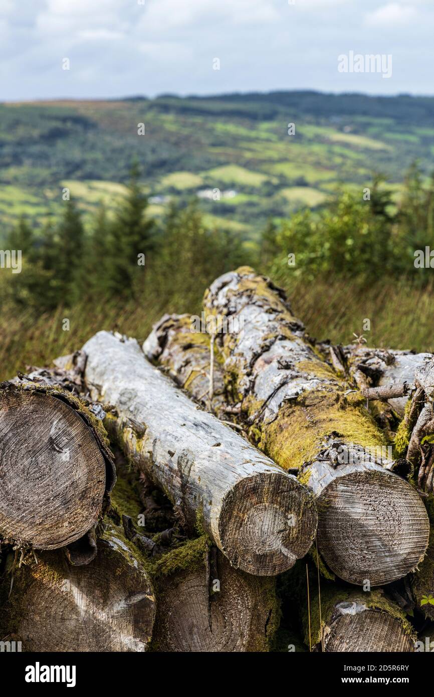 Log piles in the forest at Ballycuggarran, County Clare, Ireland Stock ...