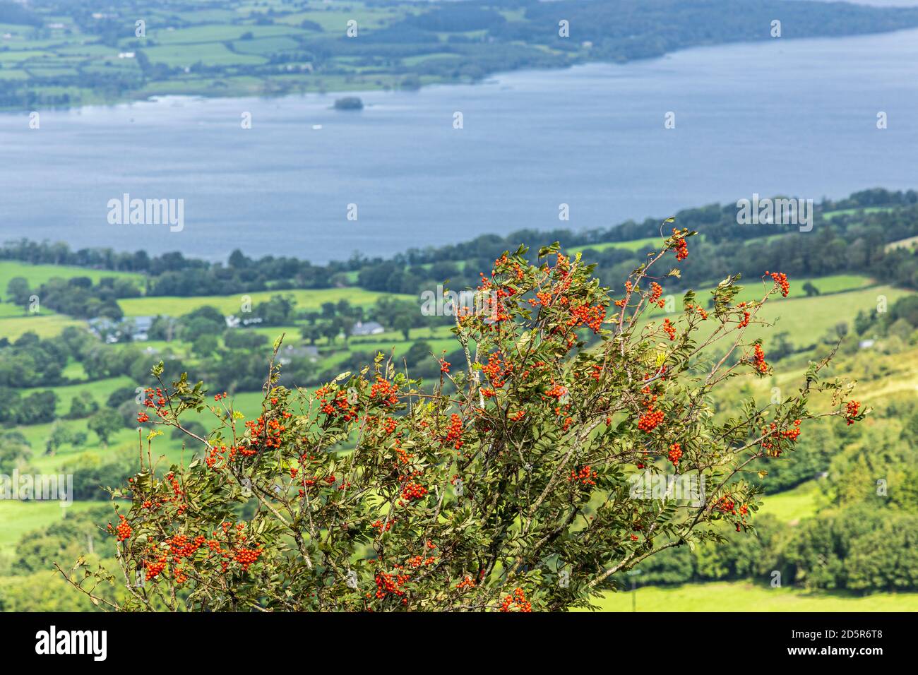 Dogberry tree hi-res stock photography and images - Alamy