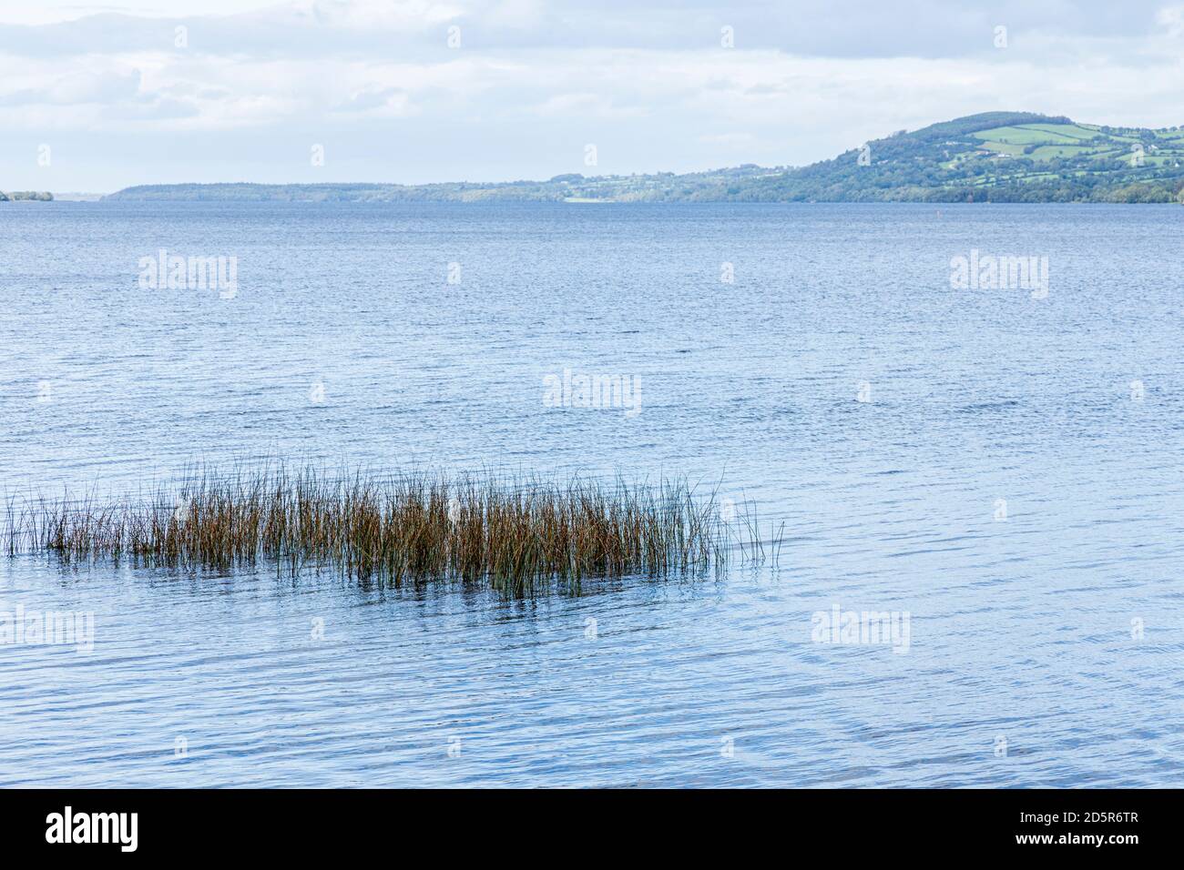 Reed shannon hi-res stock photography and images - Alamy