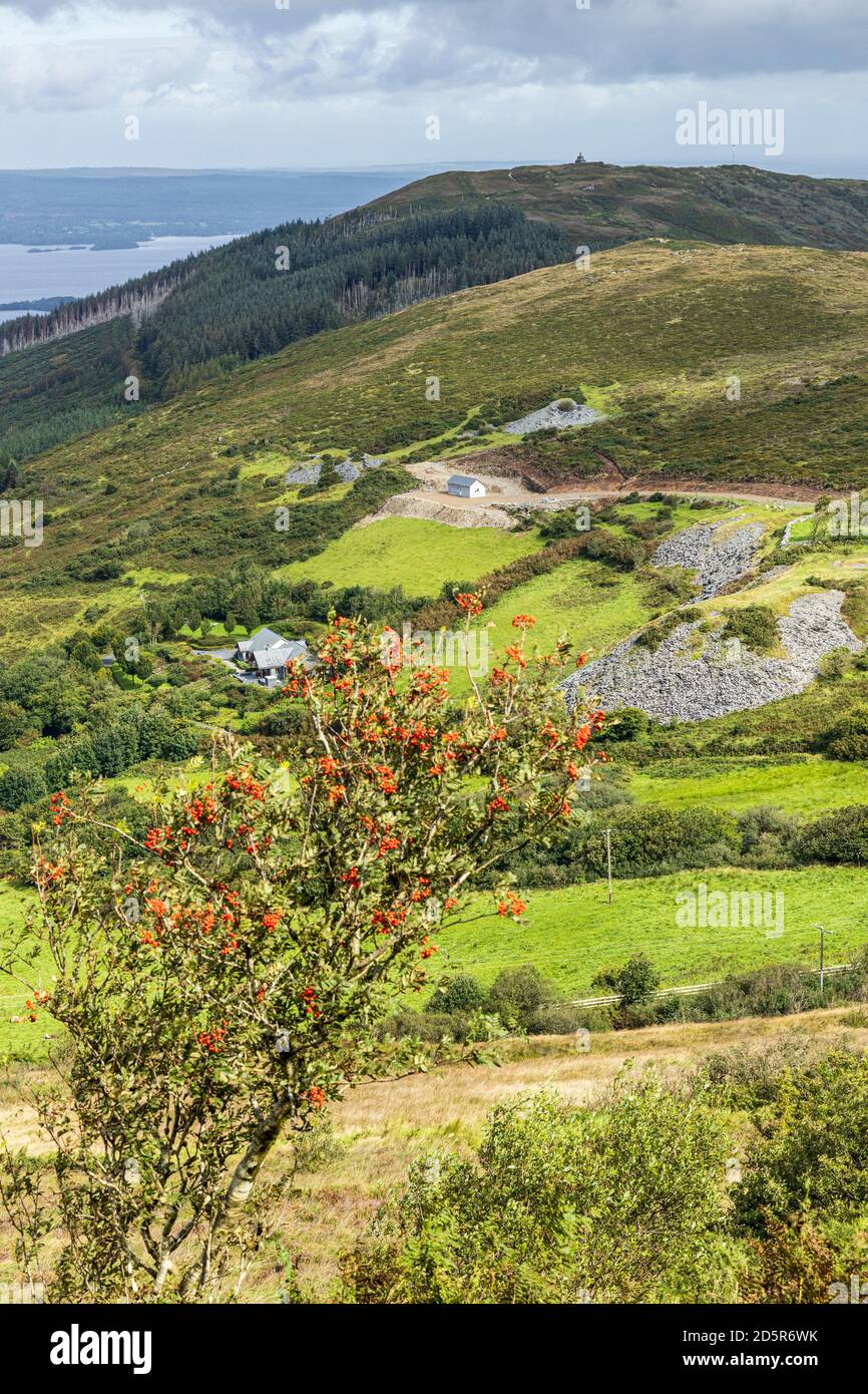 Dogberry tree hi-res stock photography and images - Alamy