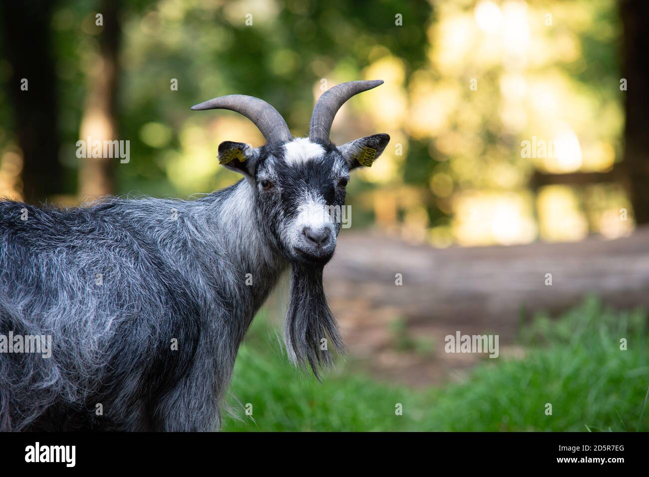 a nice portrait of a goat in a farm whit his beard hanging from the ...