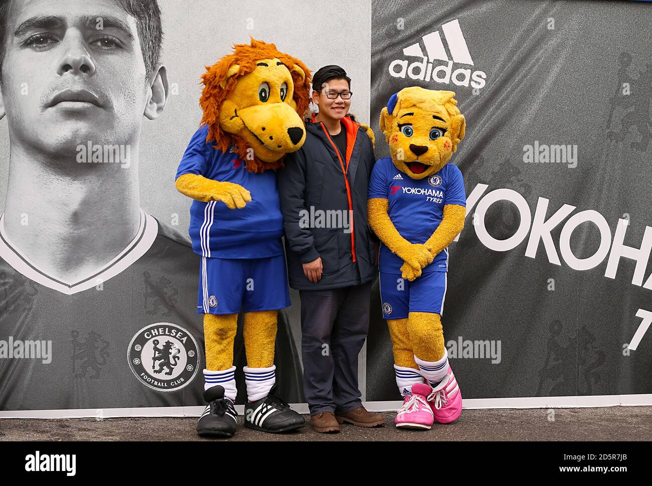 Football soccer lion lioness hi-res stock photography and images - Alamy