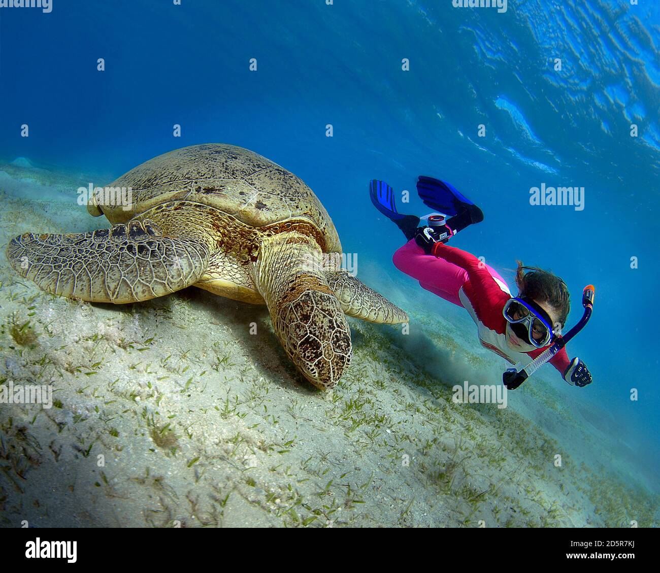 Freediving turtle hi-res stock photography and images - Alamy
