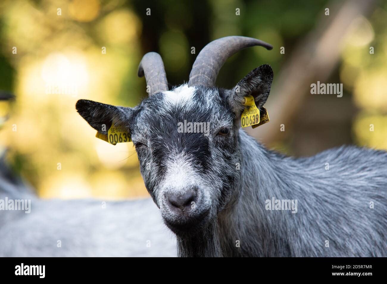a nice portrait of a goat in a farm whit his beard hanging from the ...